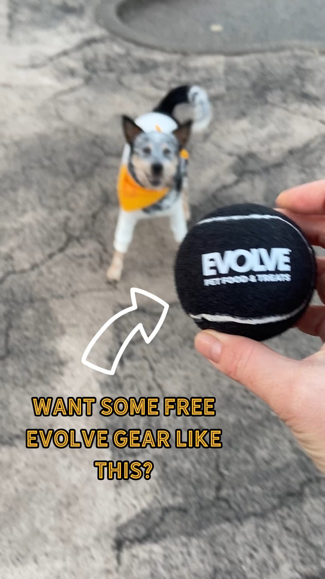 Evolve Classic Crafted Meals Chicken Recipe Dog Food — Evolve Pet Food