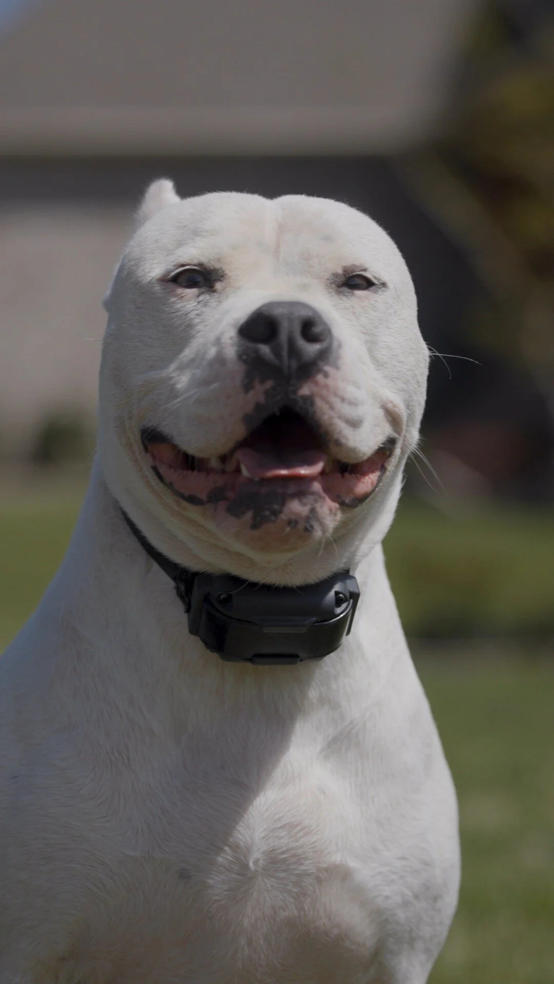 Evolve Classic Crafted Meals Liver Recipe Cat Food — Evolve Pet Food