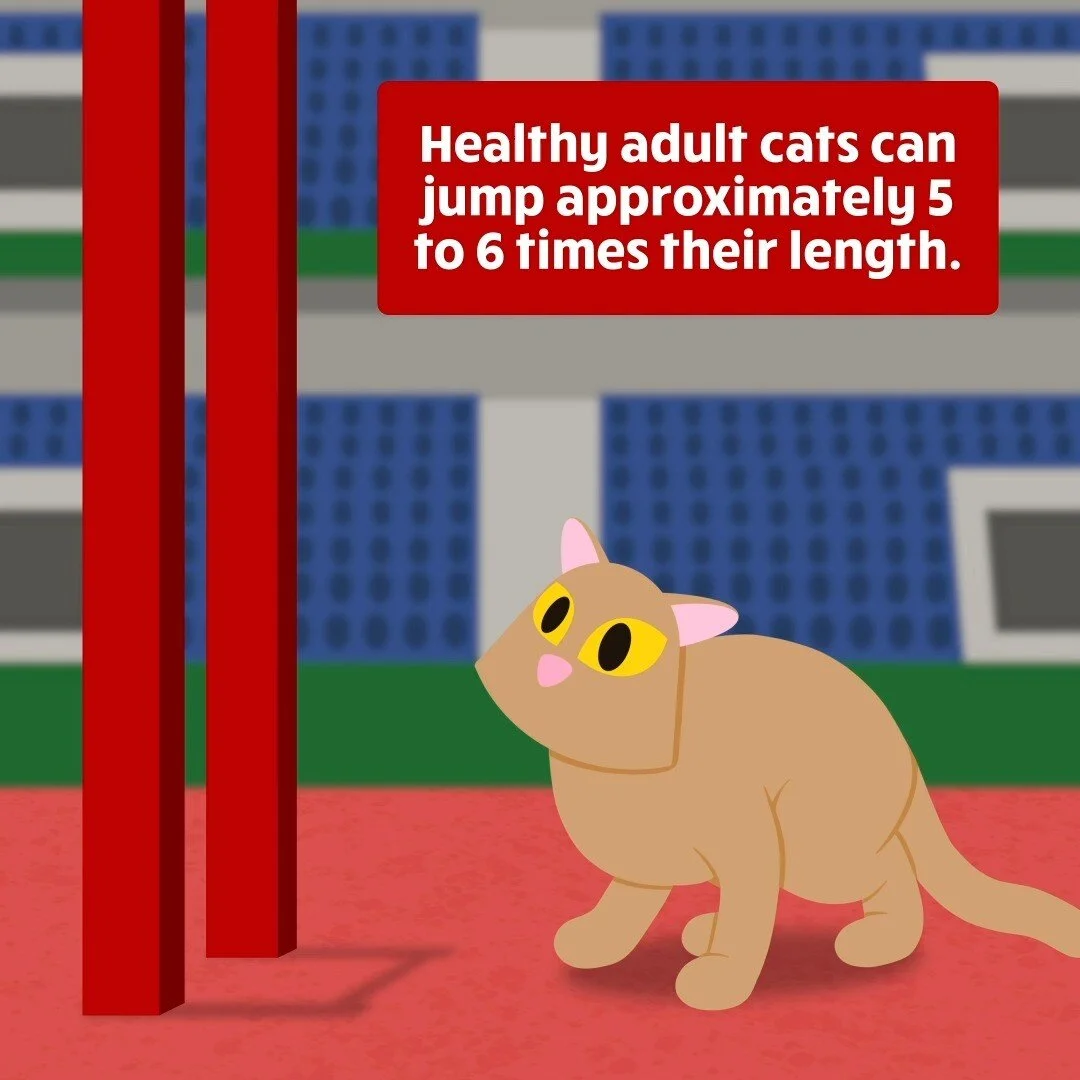 How to Create a Cat Utopia — Evolve Pet Food