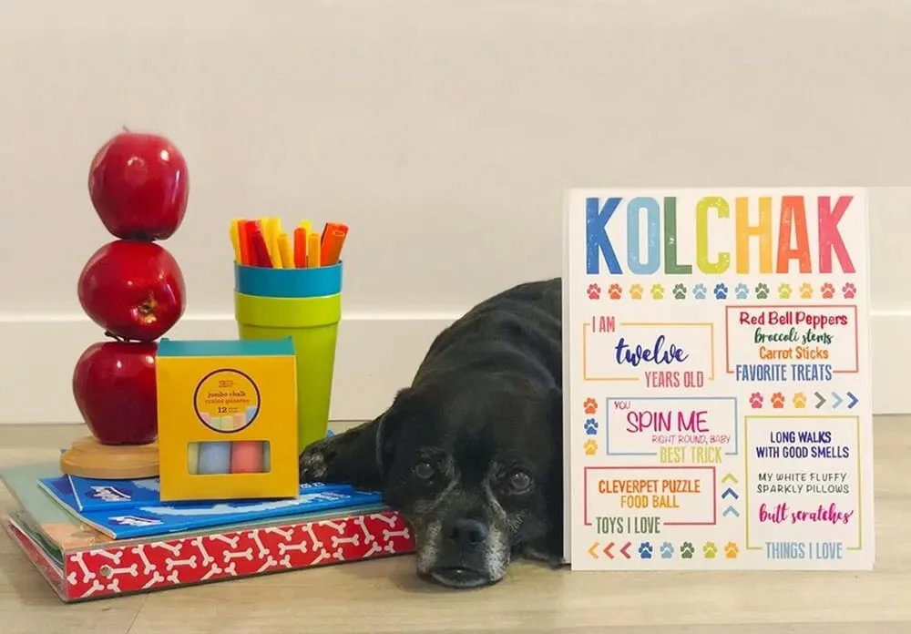 Bark to School Photos — Evolve Pet Food