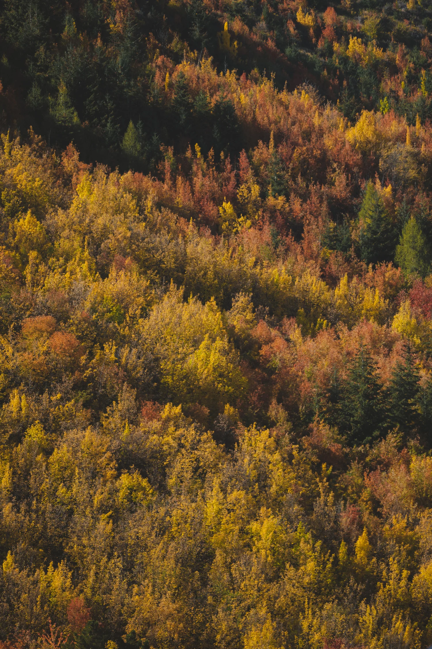 6 Best Autumn Locations by Queenstown — Marie Valencia