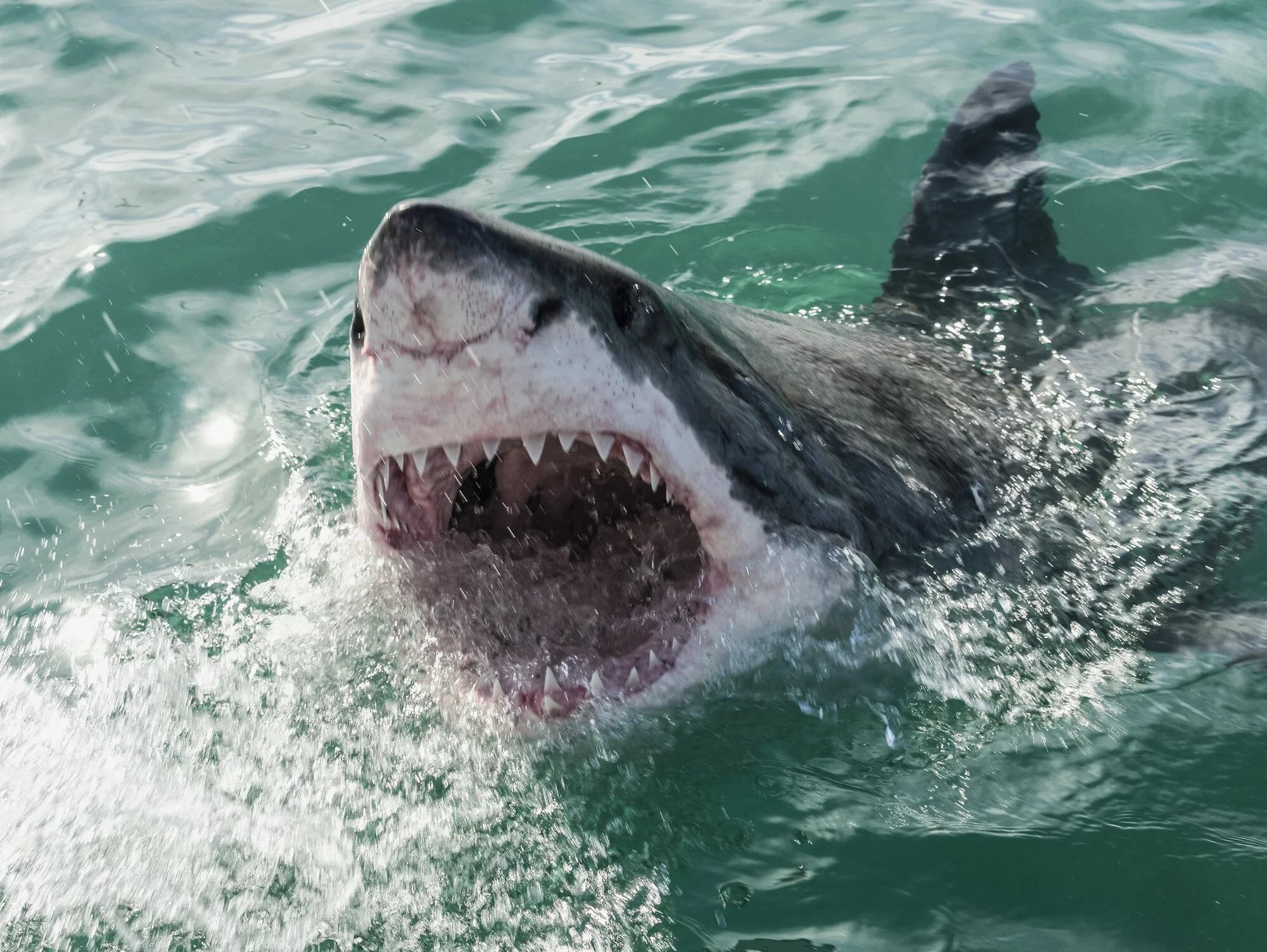 Top Predators In Africa