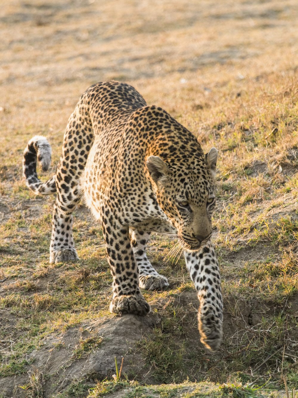Top Predators In Africa