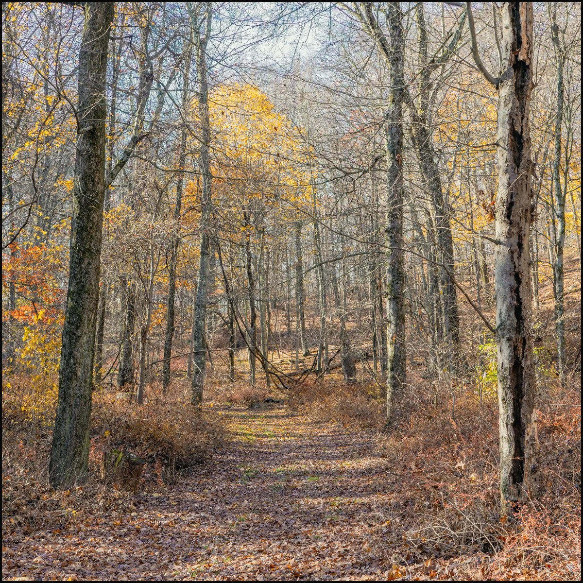 Briarcliff Manor and the Girl Scouts Movement, Part 2: Camp Andrée ...