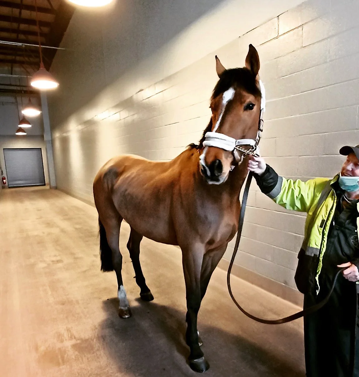 BRANDON CLINTON SPORTHORSES