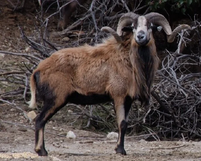 Corsican Ram — Bar H Bar Hunting