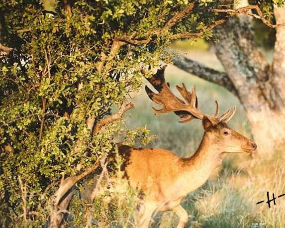 Fallow Deer — Bar H Bar Hunting