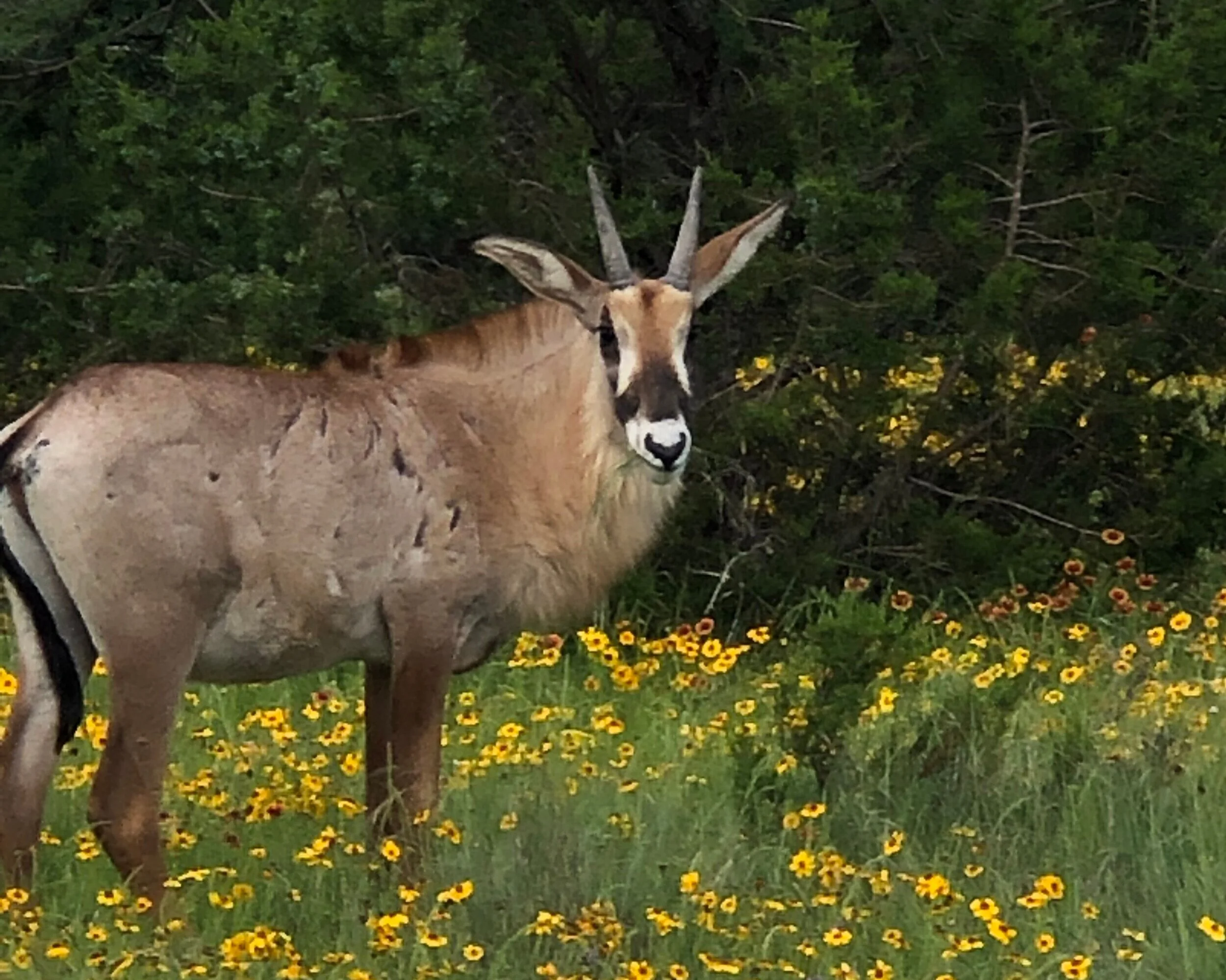 Roan Antelope — Bar H Bar Hunting