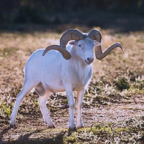 Animals — Bar H Bar Hunting