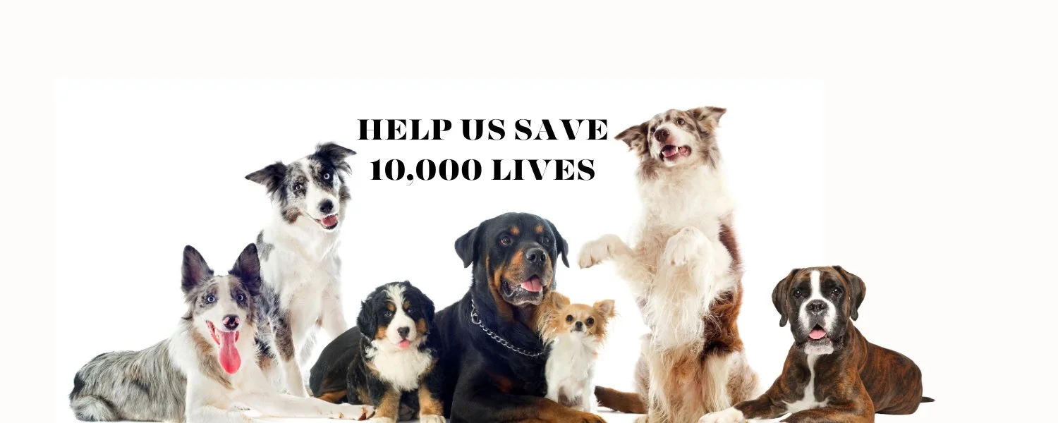 Dog Rescue | Big Dog Ranch Rescue