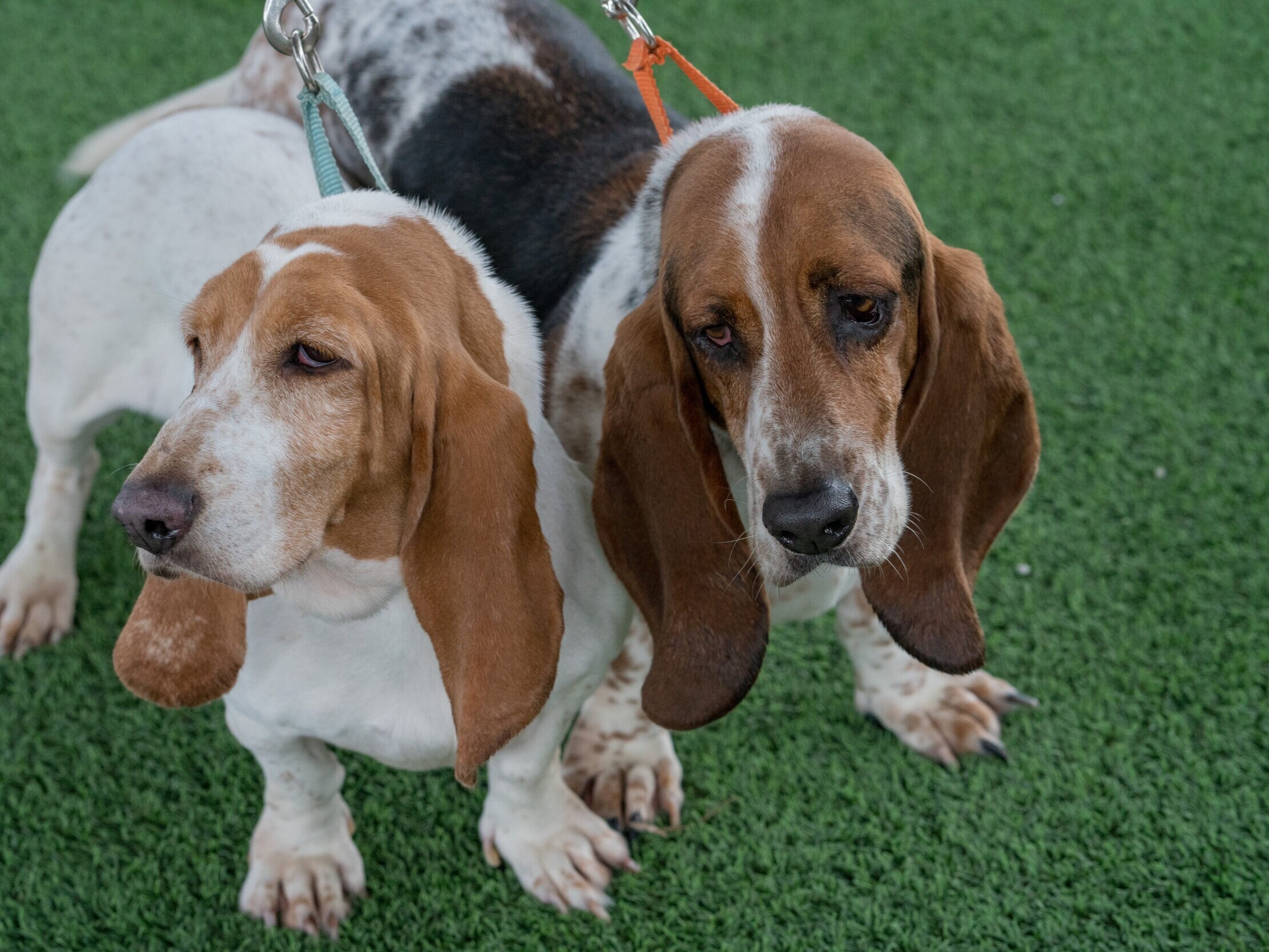 Adopt A Dog — Big Dog Ranch Rescue