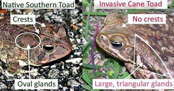 What Happens If Dog Eats Cane Toad