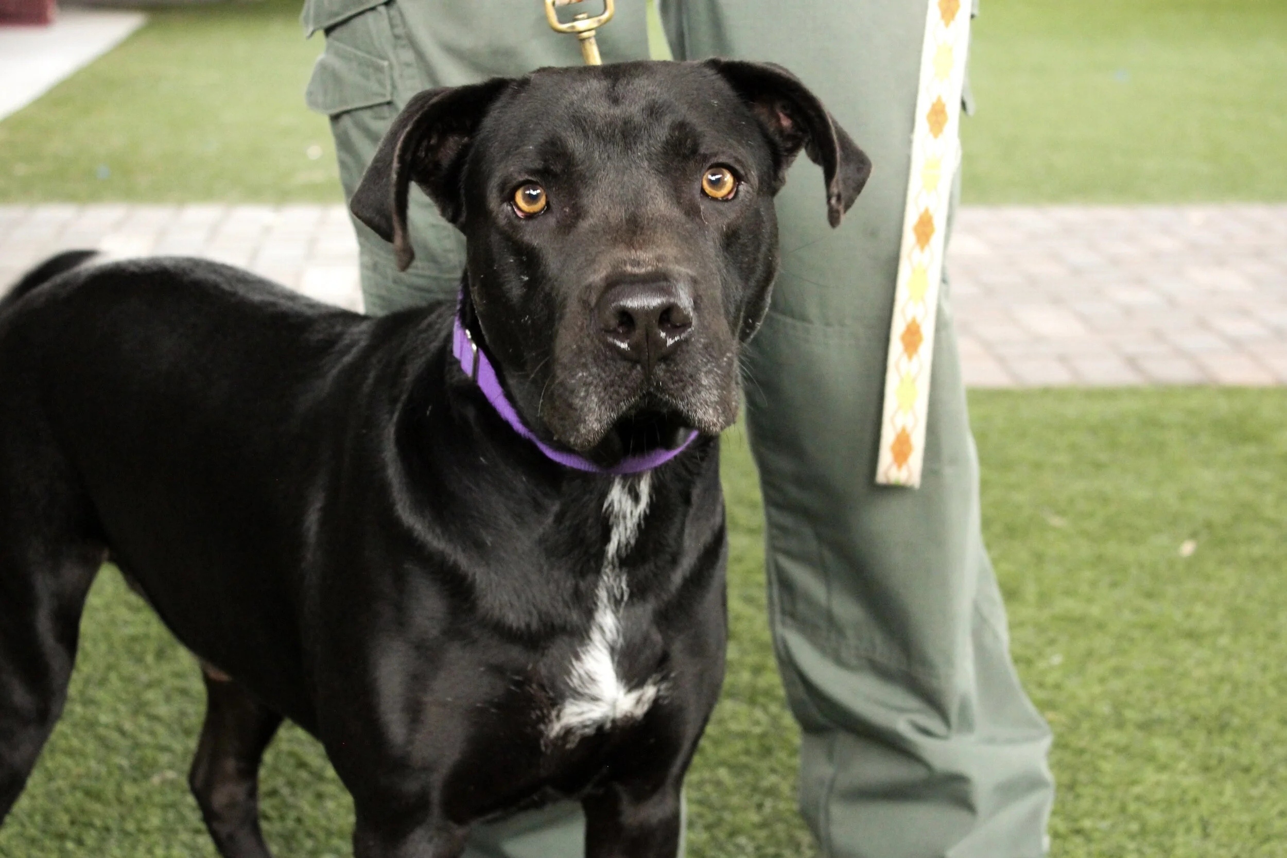 Dog Blog - Big Dog Ranch Rescue