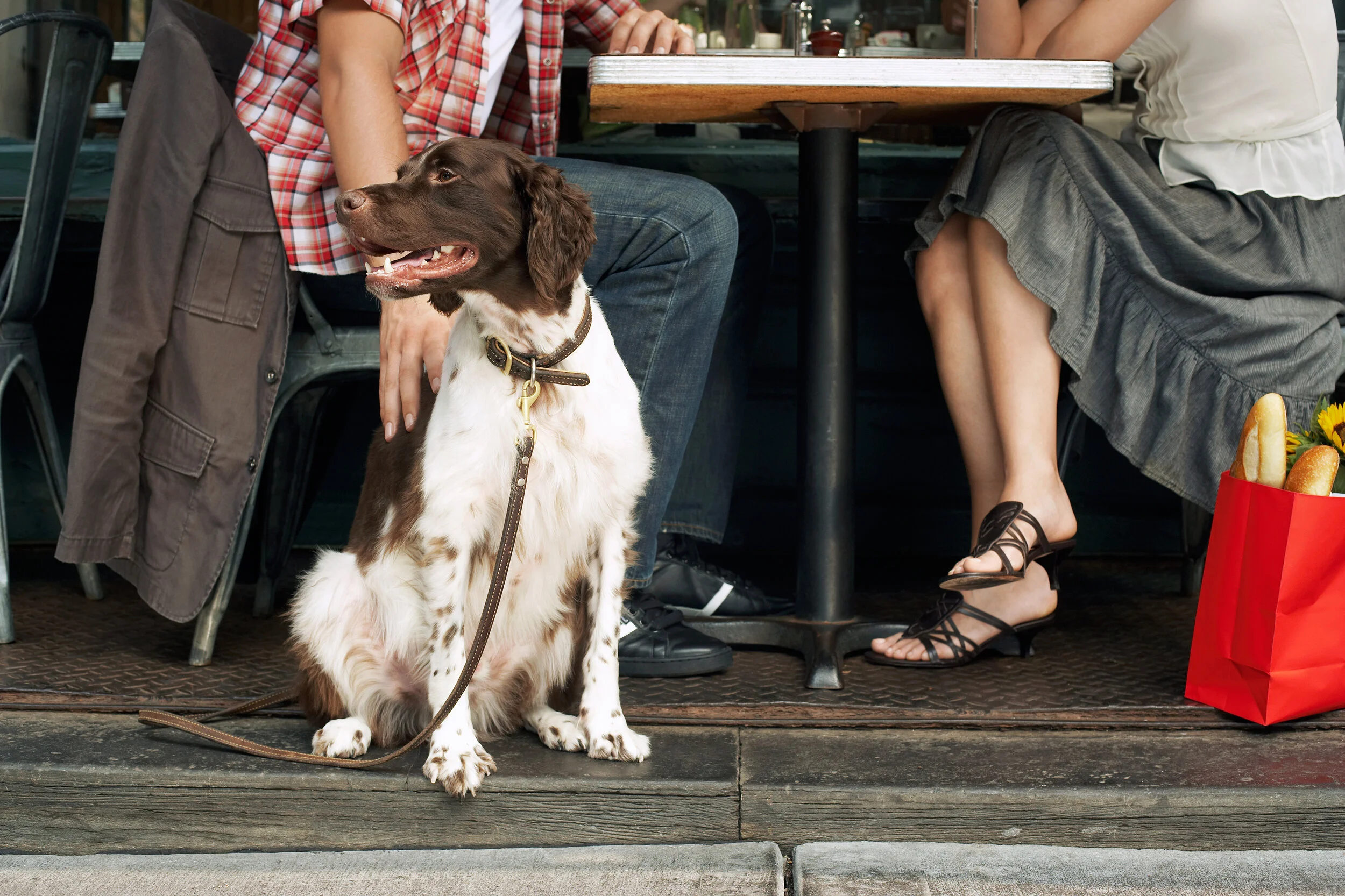 Dog Friendly Places West Palm Beach dog-friendly-places-west-palm-beach