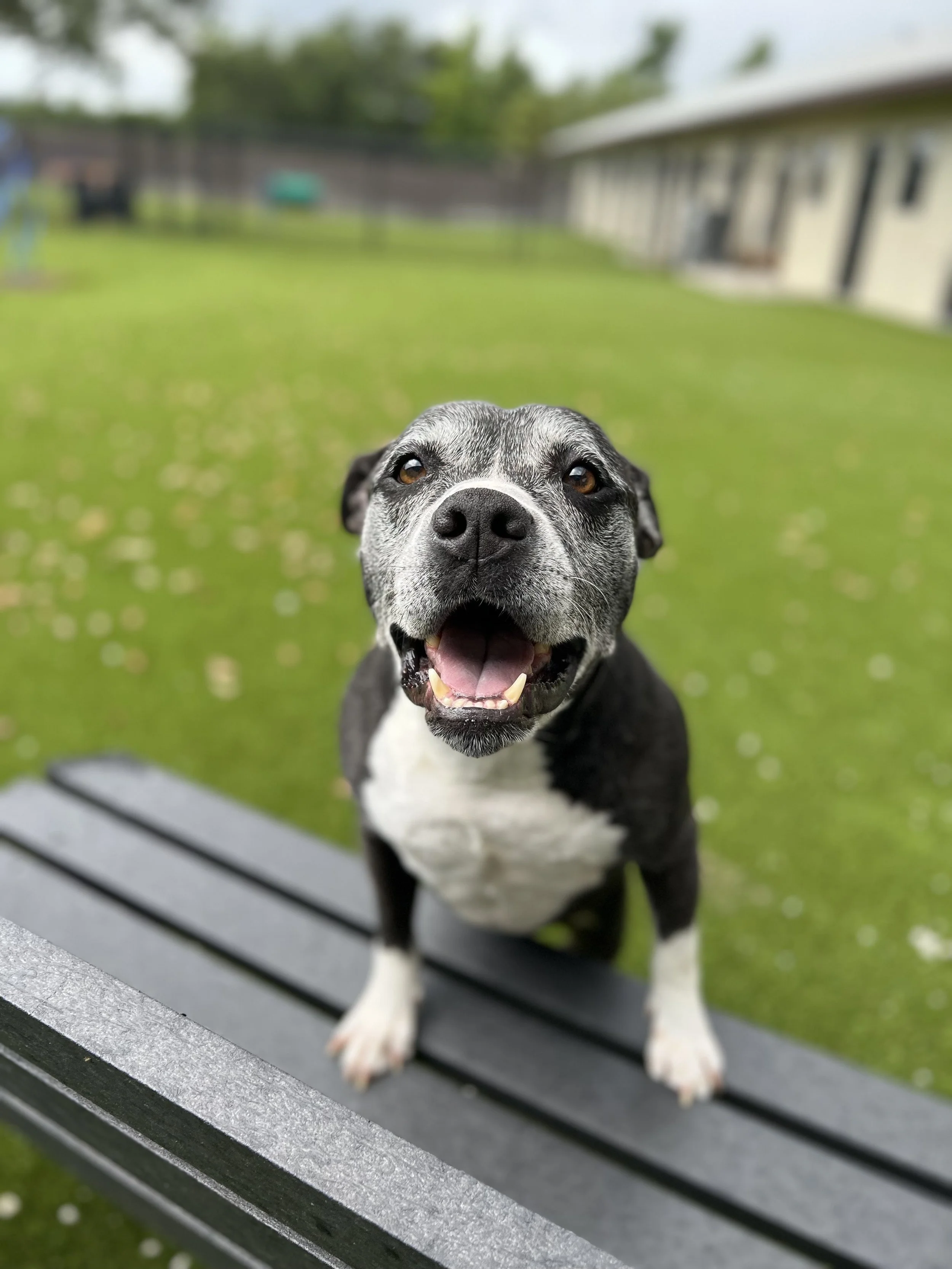 Dog Rescue | Big Dog Ranch Rescue