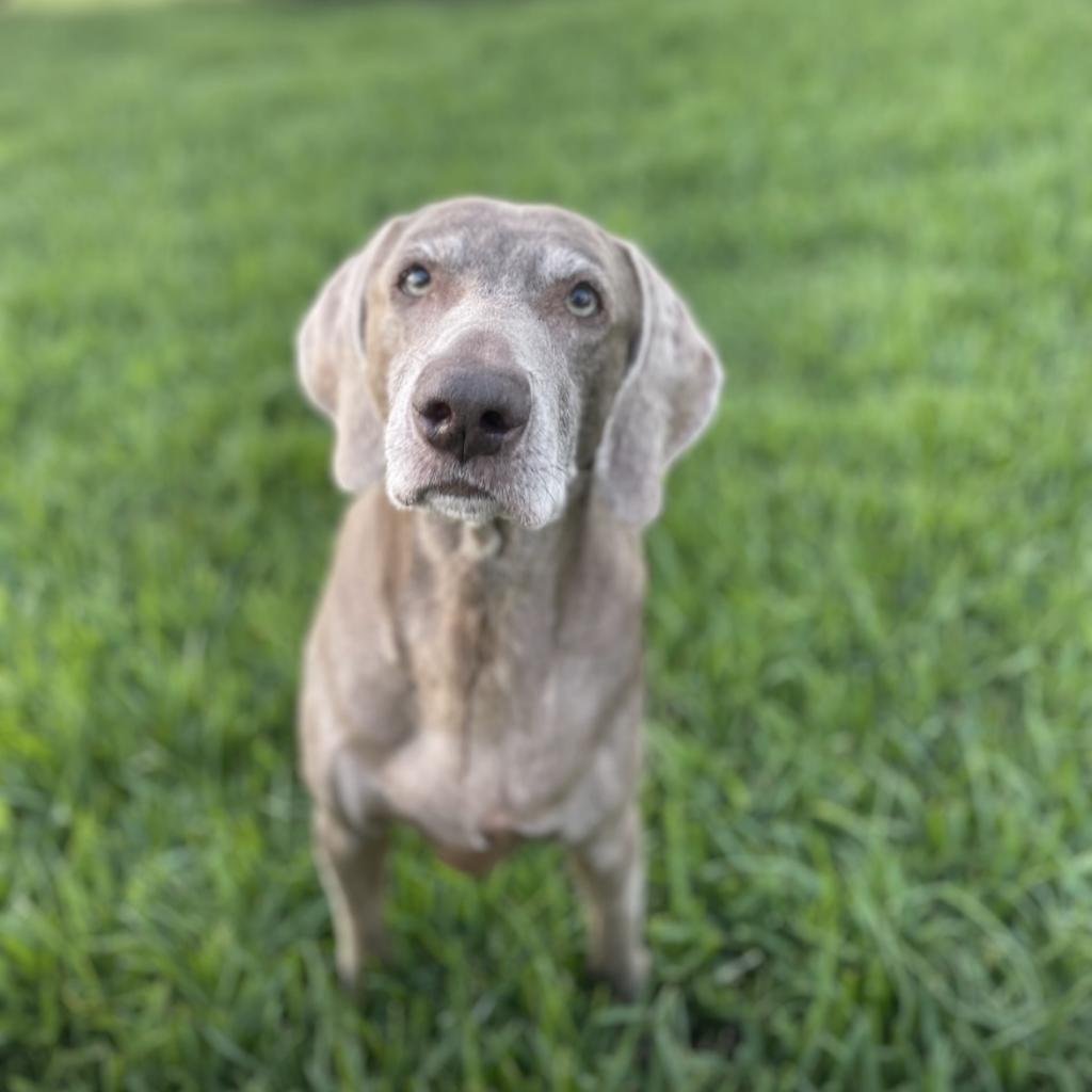 Dog Rescue | Big Dog Ranch Rescue