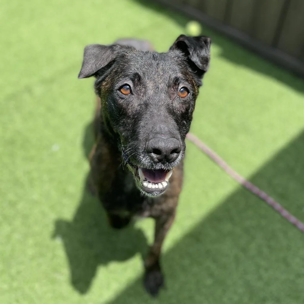 Dog Rescue | Big Dog Ranch Rescue