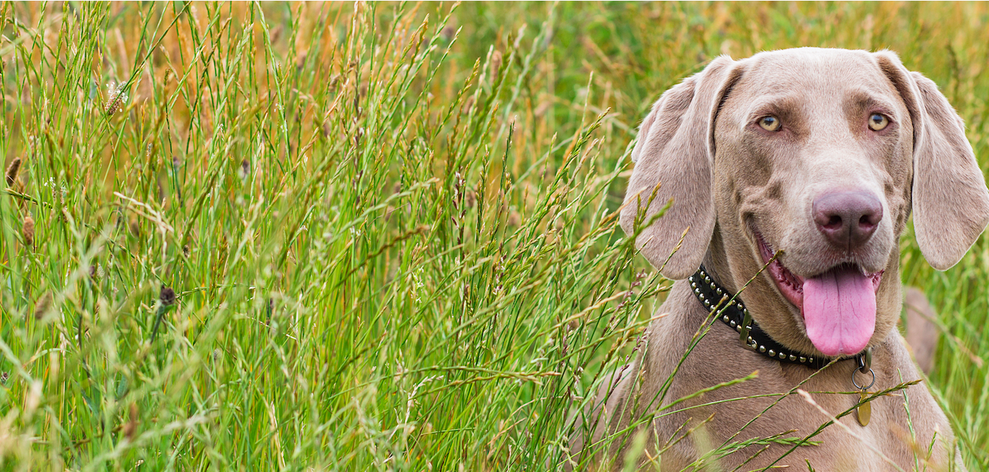 Weimaraner