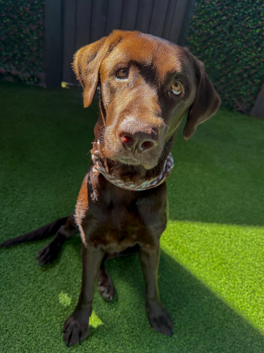 Dog Rescue | Big Dog Ranch Rescue