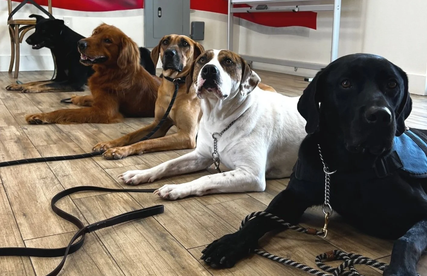 Veteran Dog Training