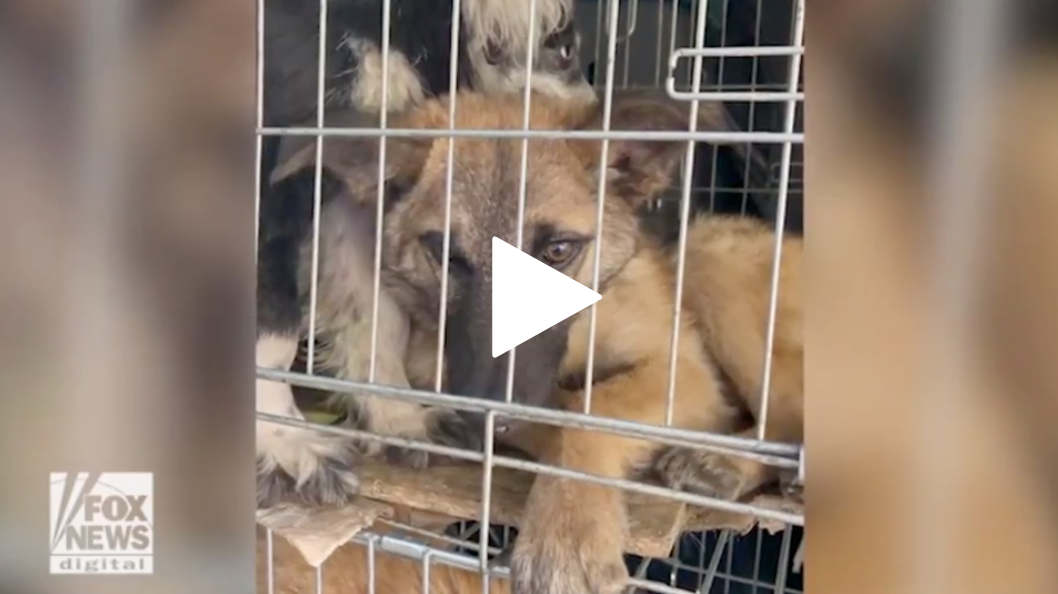 Donate To Rescue Dogs in Ukraine Affected By War