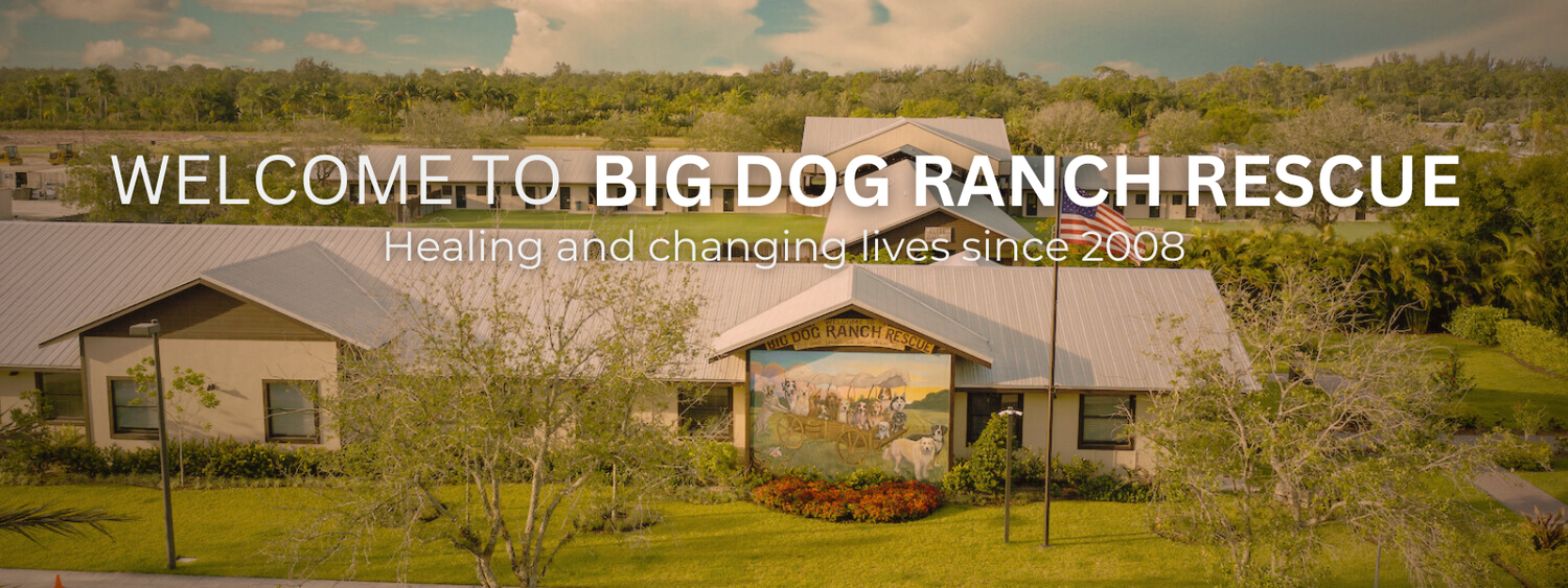Dog Rescue | Big Dog Ranch Rescue