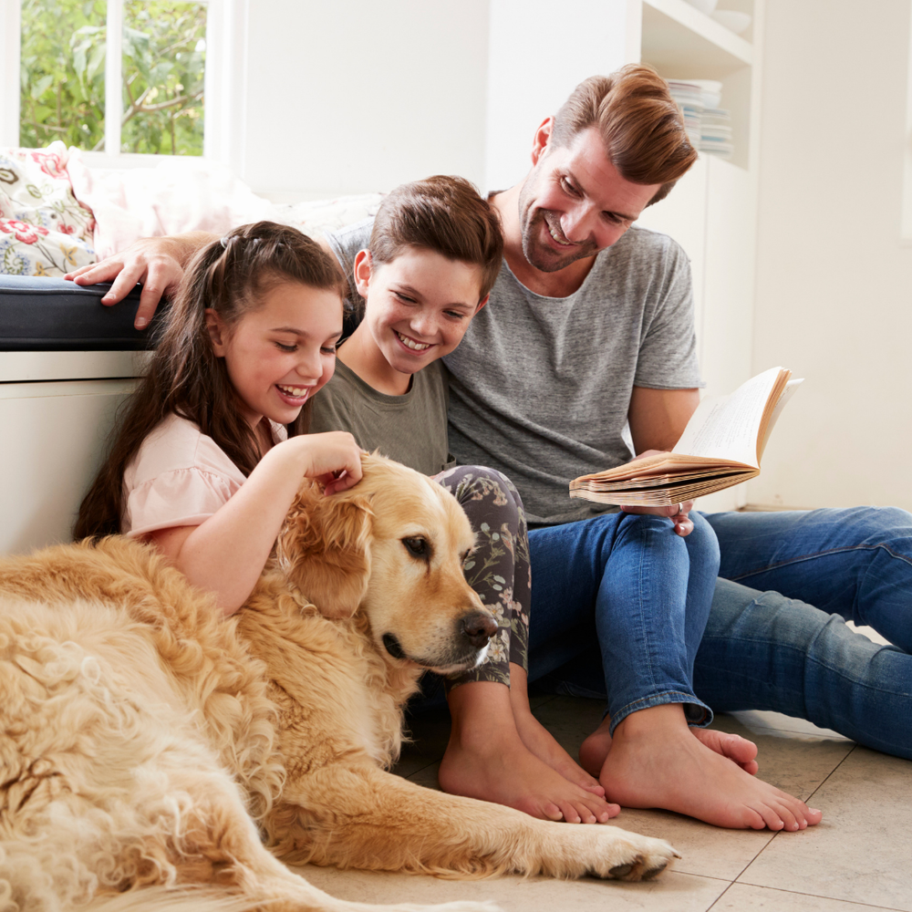 Foster A Dog