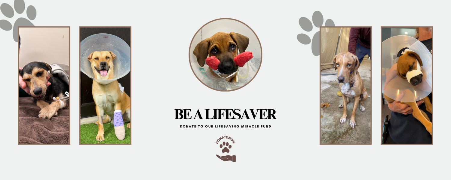 Dog Rescue | Big Dog Ranch Rescue