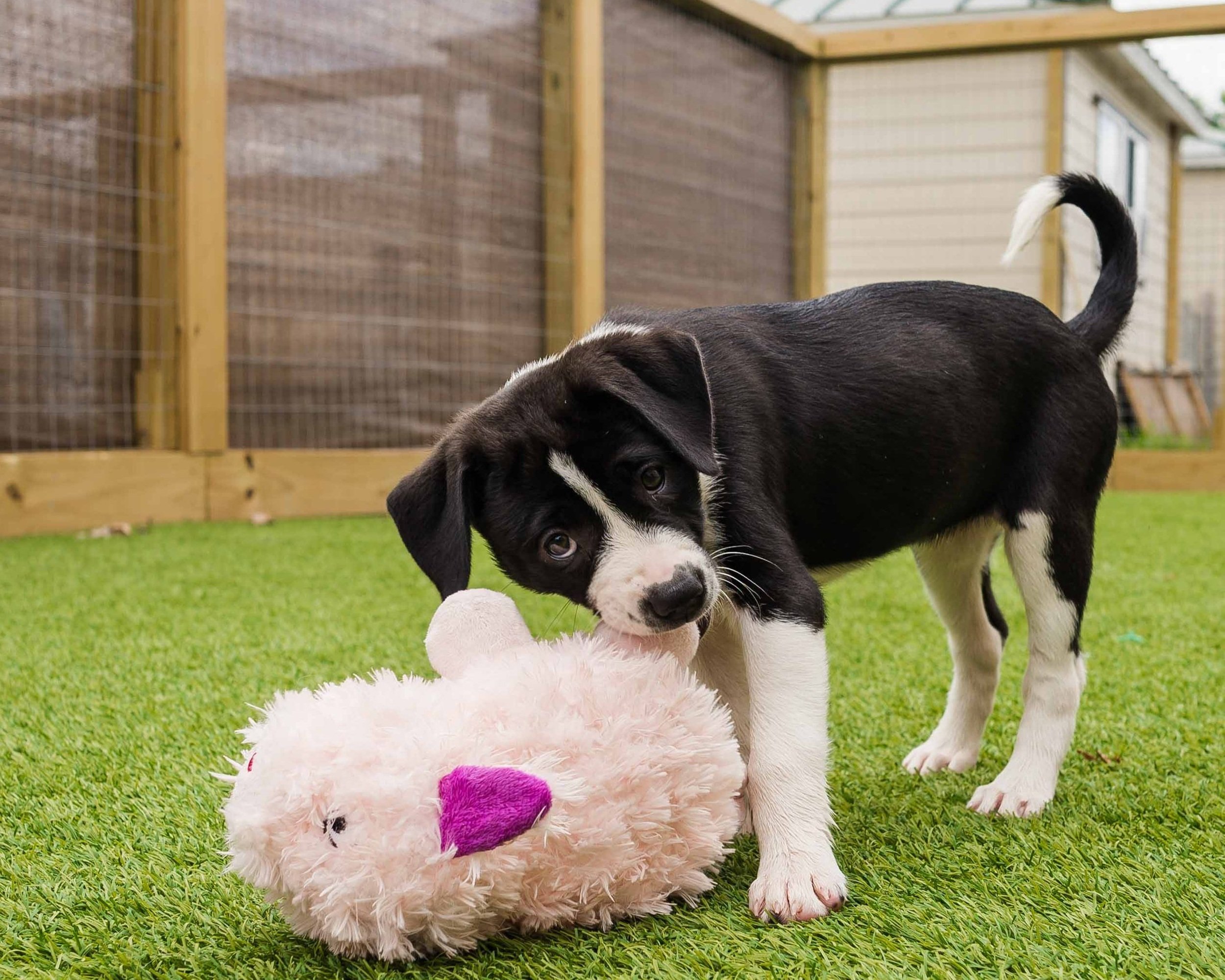 Adopt A Dog