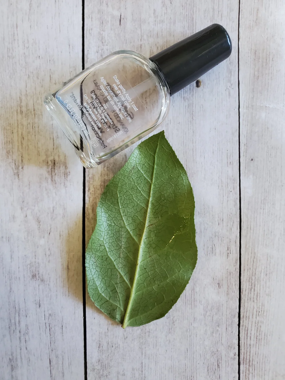 How to View Stomata Under the Microscope - Scienceopoly