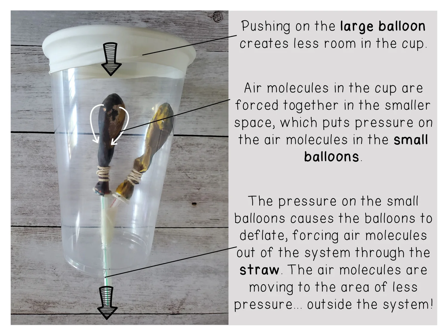 The Mechanics of the Lung Model - Scienceopoly