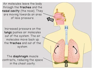 The Mechanics of the Lung Model - Scienceopoly