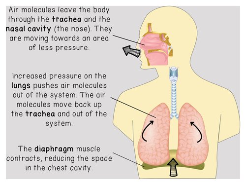 The Mechanics of the Lung Model - Scienceopoly