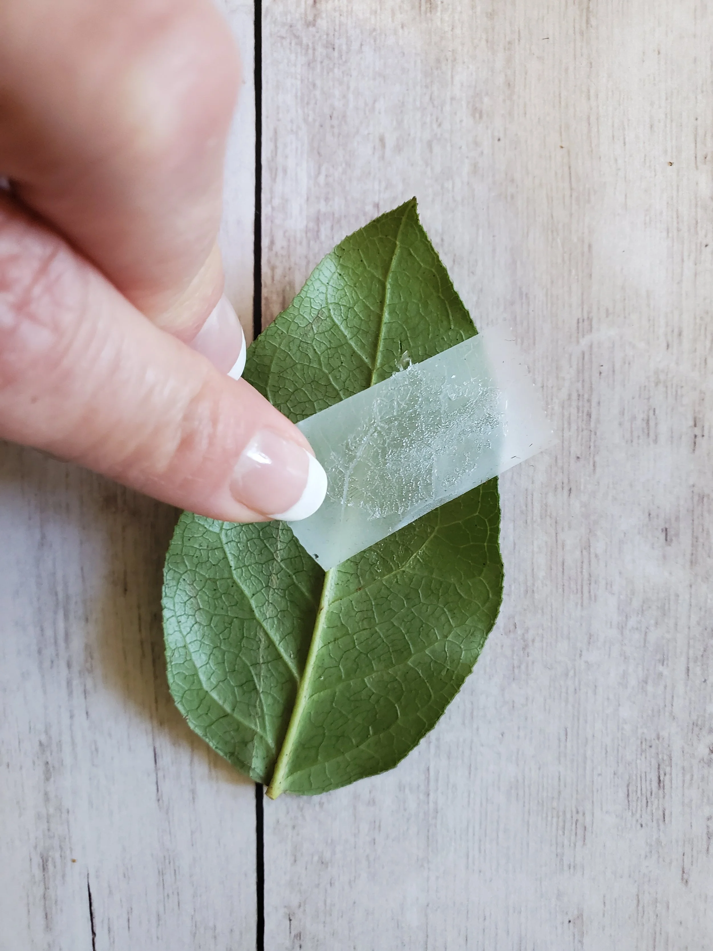 How to View Stomata Under the Microscope - Scienceopoly