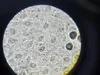 How to View Stomata Under the Microscope - Scienceopoly