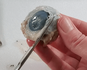 Conducting a Cow Eye Dissection in Middle School Science - Scienceopoly