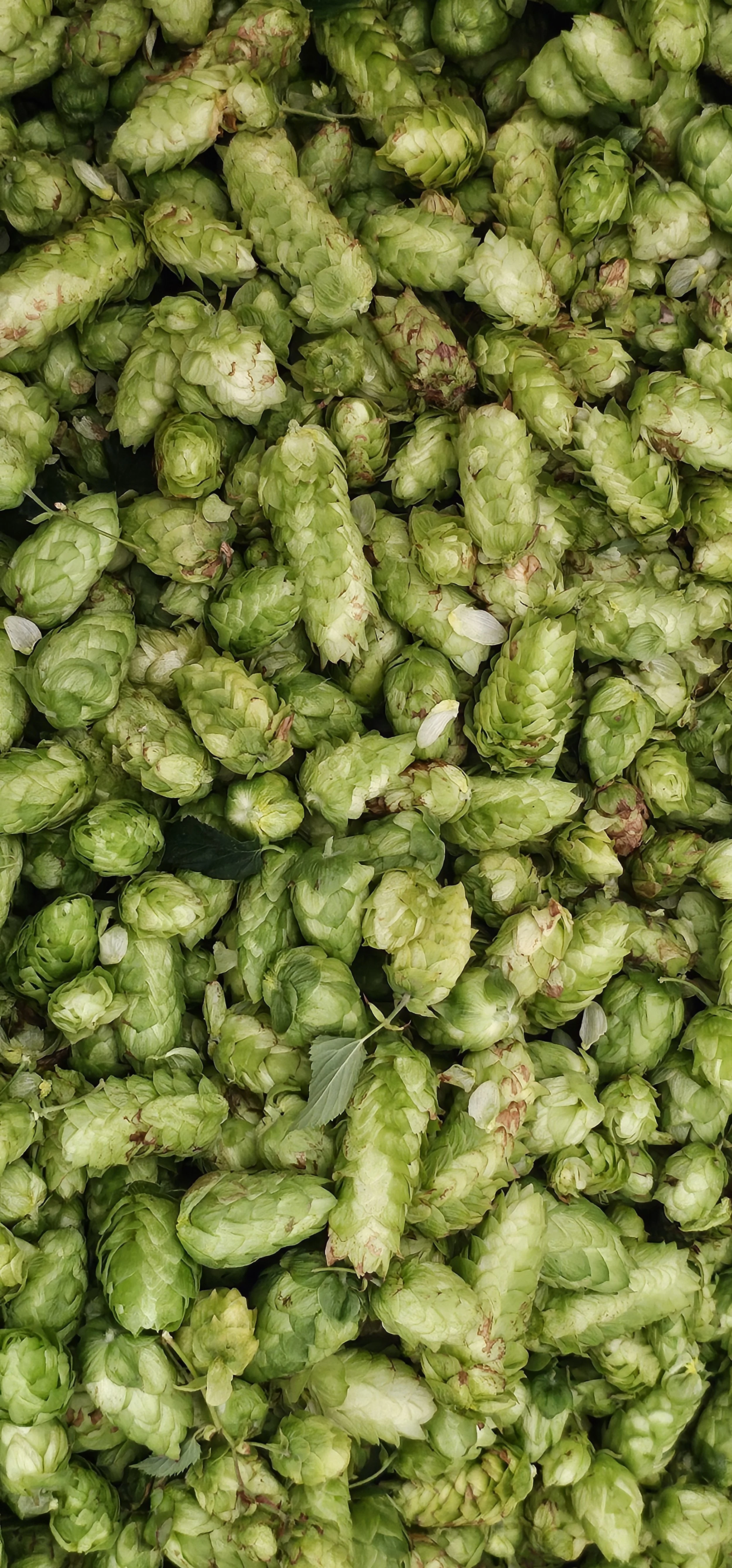 Bootleg Brewery - Local Independent Brewery