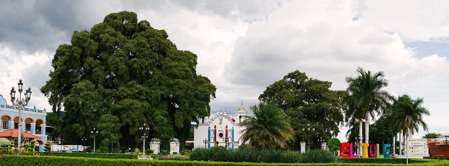 El Árbol del Tule: Oaxaca's Living Mythical Giant