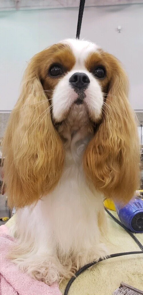 General 2 — Foxwyn Cavaliers