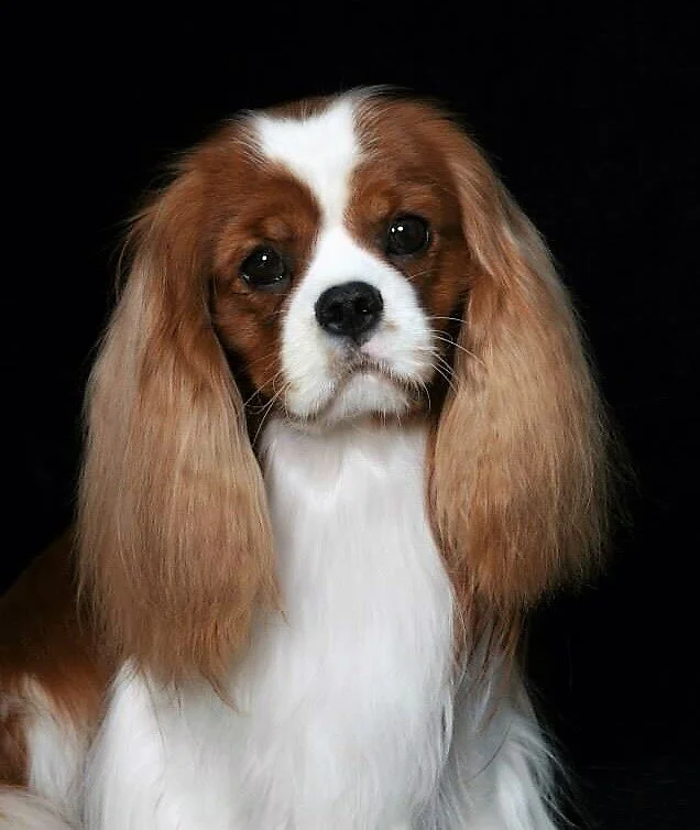 General 2 — Foxwyn Cavaliers