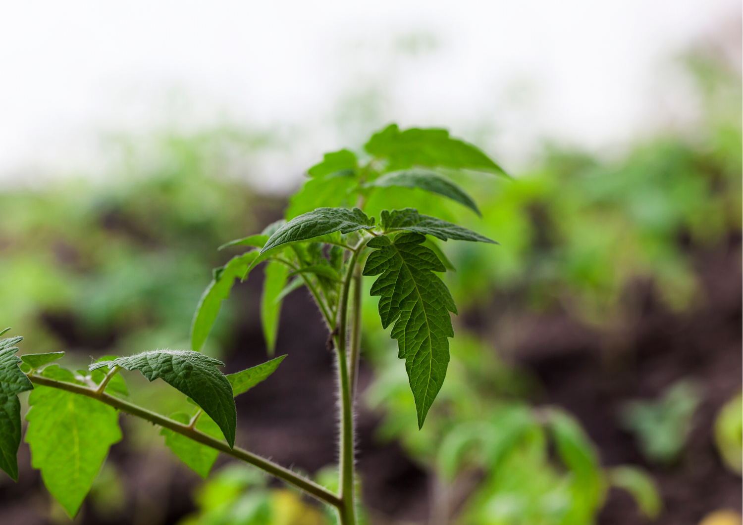 How can the Indigenous bush food industry benefit from mapping? — Winyama