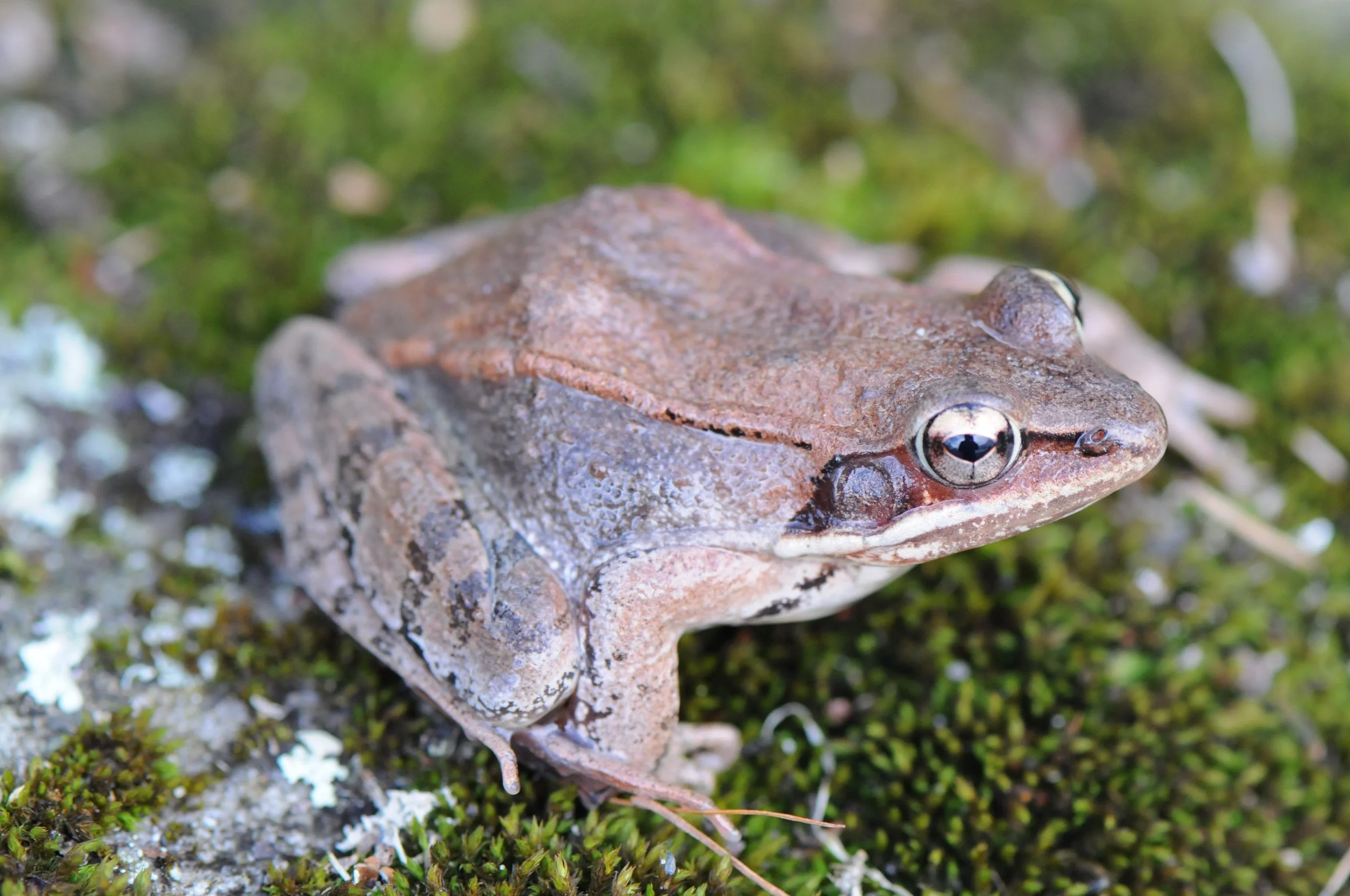 Frogs and salamanders are on the move — Omni Reporter