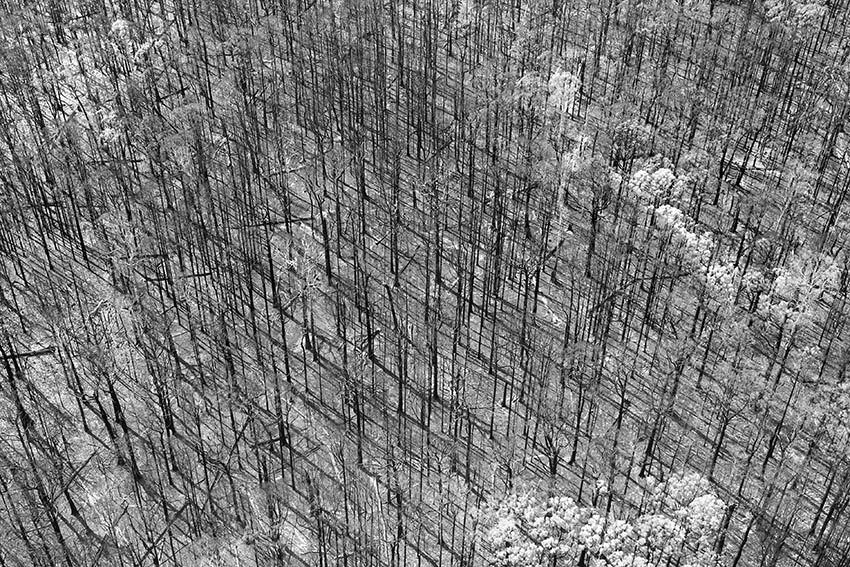 Aftermath: Bushfire Landscape Photographs by John Gollings