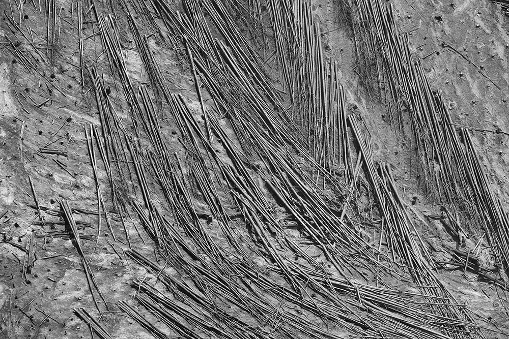 Aftermath: Bushfire Landscape Photographs by John Gollings