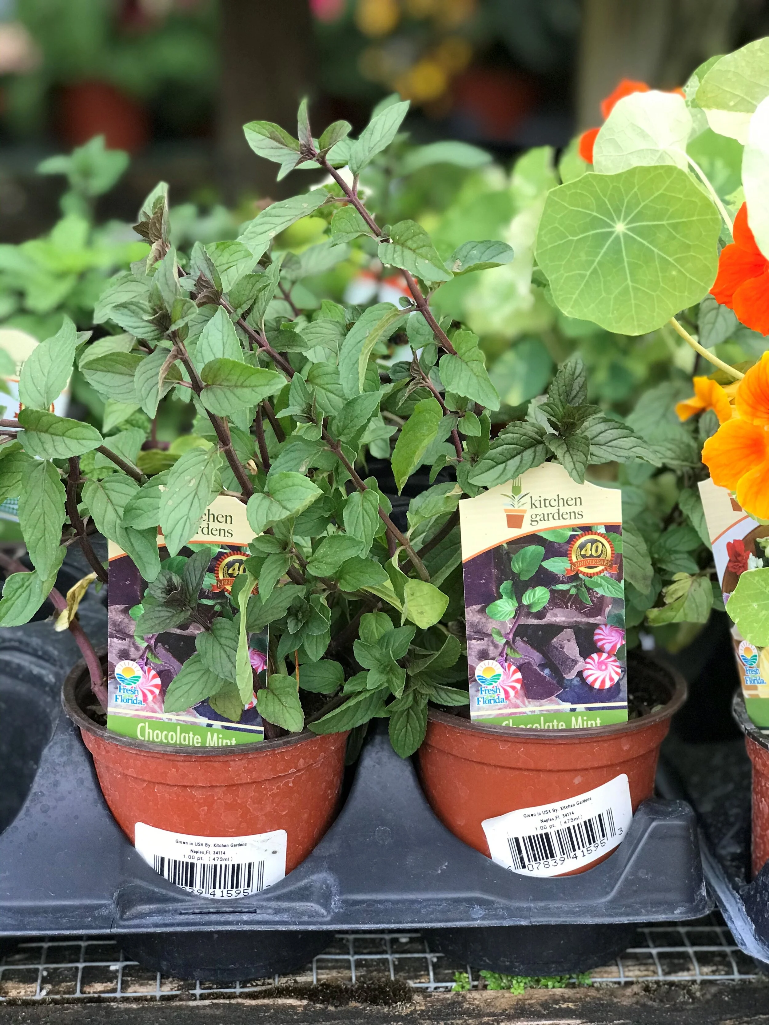 4 Chocolate Mint Apenberry s Gardens