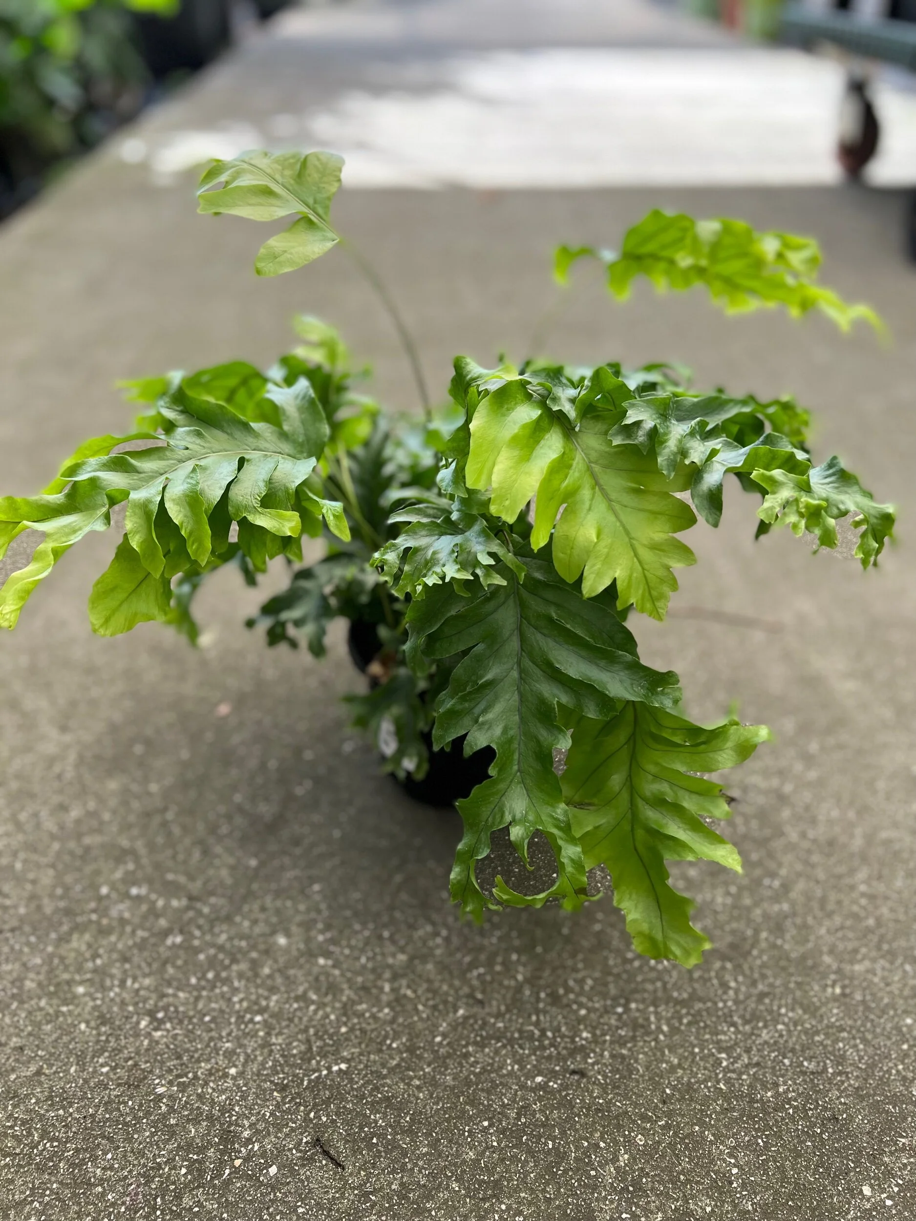 Indoor Plants — Apenberry's Gardens