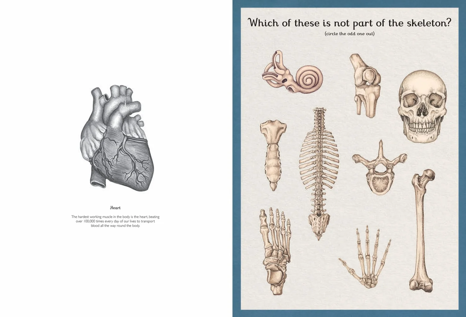 Edward Jenner: A Short Guide | Dr Jenner's House