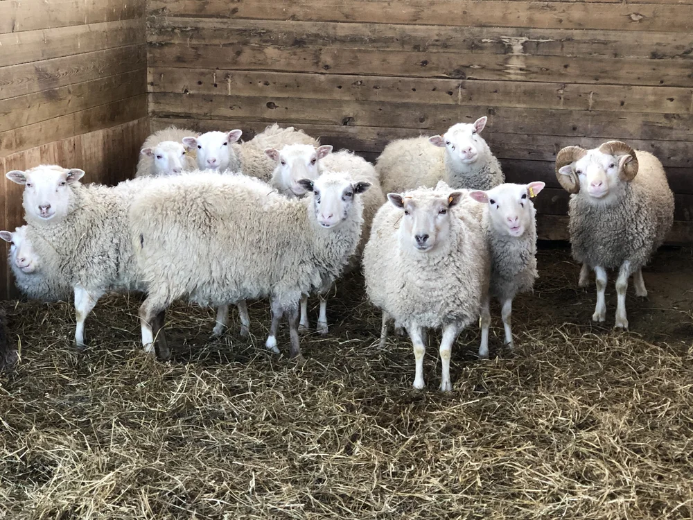 WHY WE THINK WOOL IS BEST