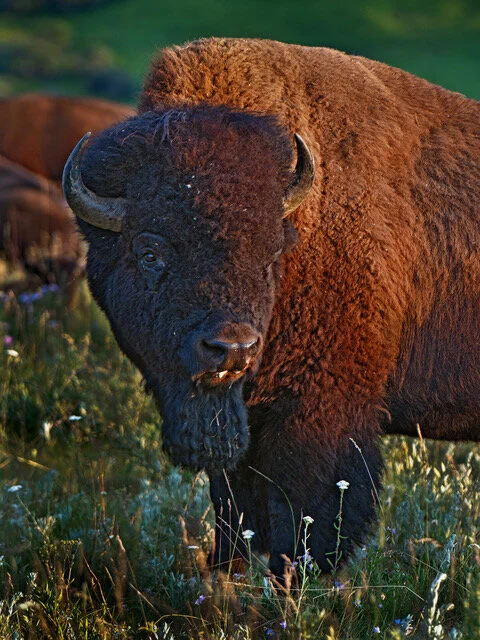 Gallery — Ennis Chamber of Commerce