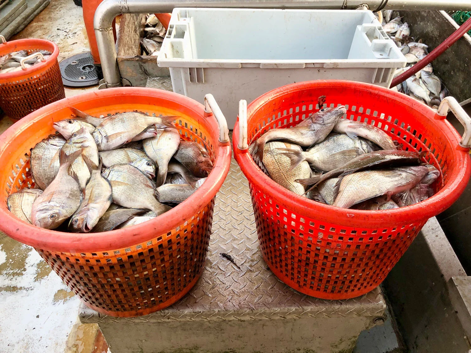 Seafood Harvesters of America | Fishermen United for the Future.